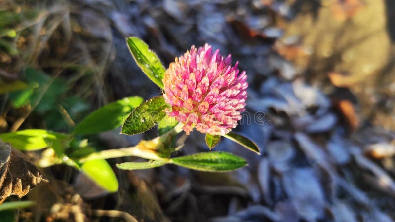 Meadow Pink Clover at Dawn in October Stock Image - Image of dawn ...