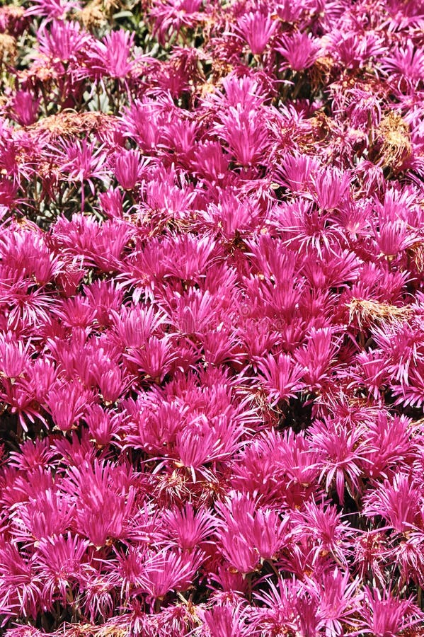 Meadow with Pink Flowers during Spring Stock Photo - Image of france ...