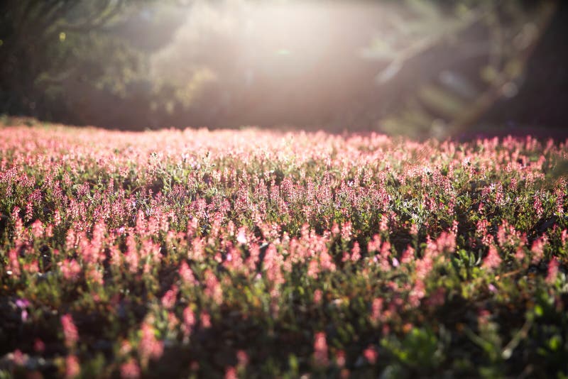 Meadow with pink flowers stock photo. Image of outdoor - 214944148