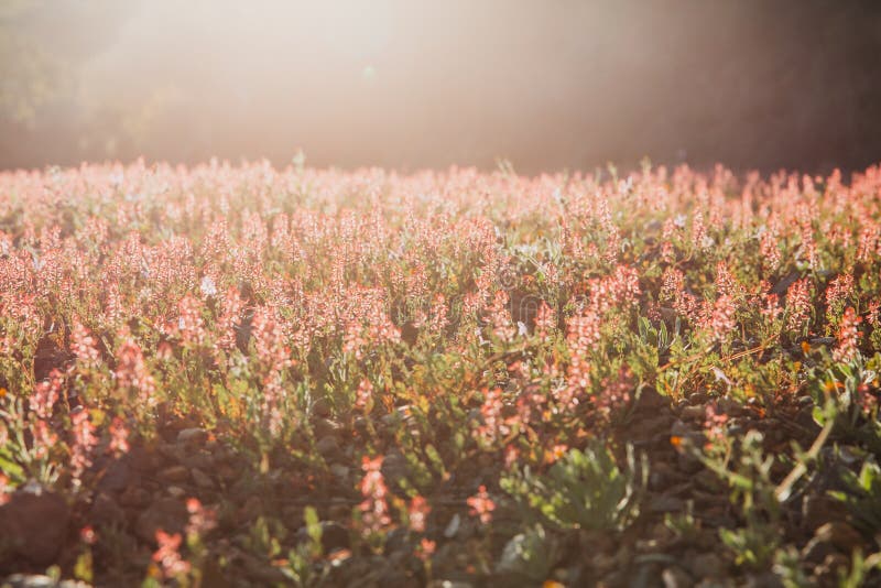 Meadow with pink flowers stock image. Image of cloud - 215752809