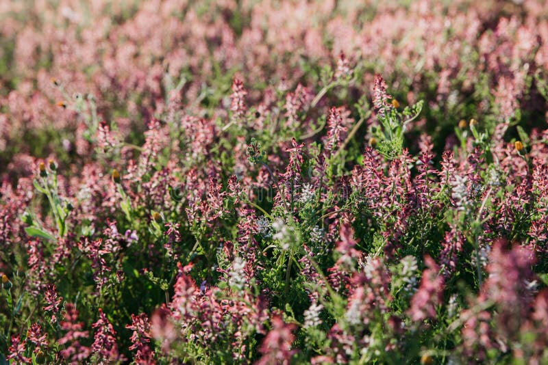 Meadow with pink flowers stock photo. Image of idyllic - 215752852
