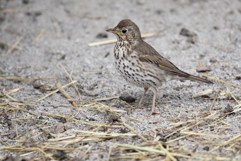 Meadow Pipit Foraging for Food Stock Photo - Image of pipit, birds ...