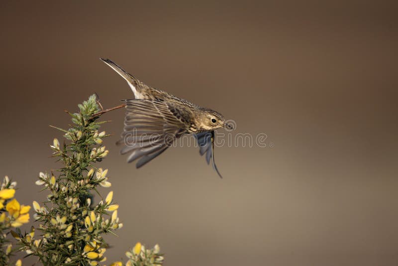 Meadow Pipit, Anthus Pratensis Stock Image - Image of british ...