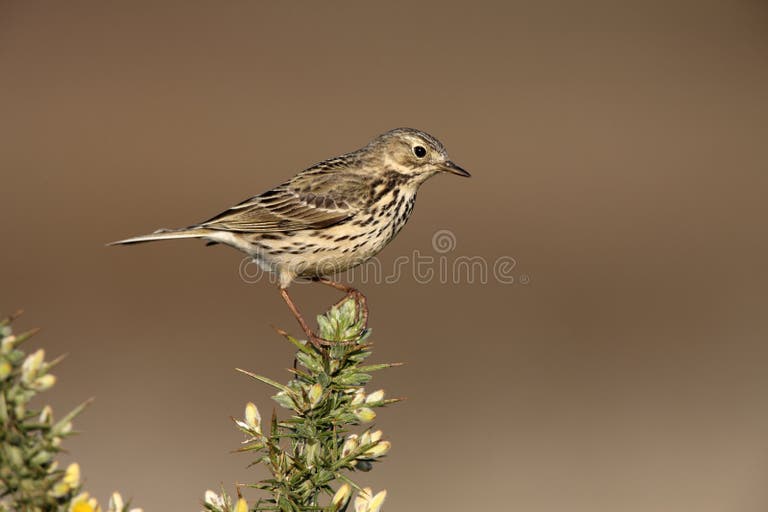 6,058 Pratensis Asshole Stock Photos - Free & Royalty-Free Stock Photos ...