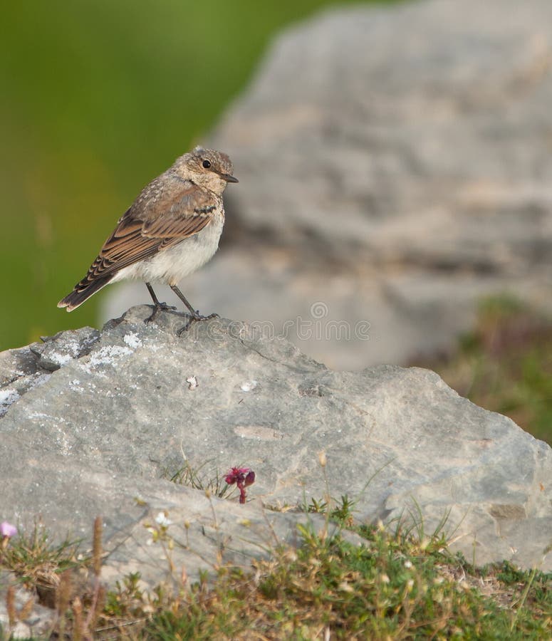 A Meadow Pipit on a rock stock image. Image of fauna - 20781227