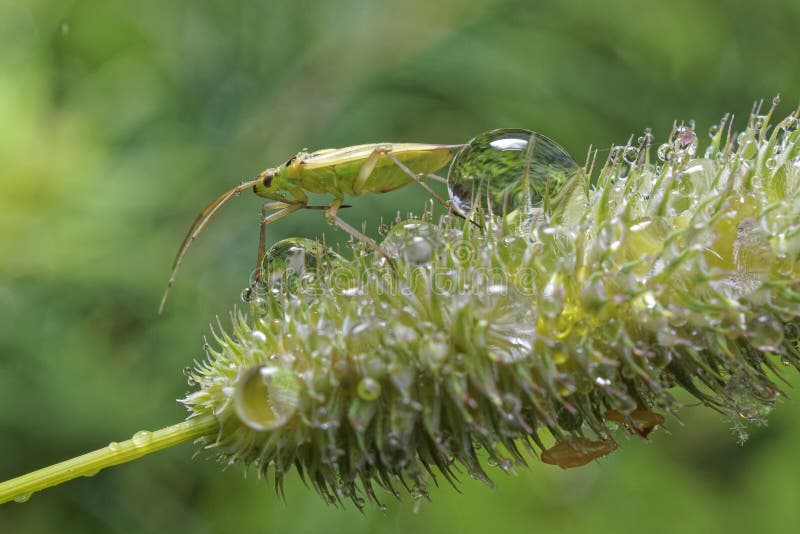 A meadow plant bug stock image. Image of closeup, grassland - 191922141