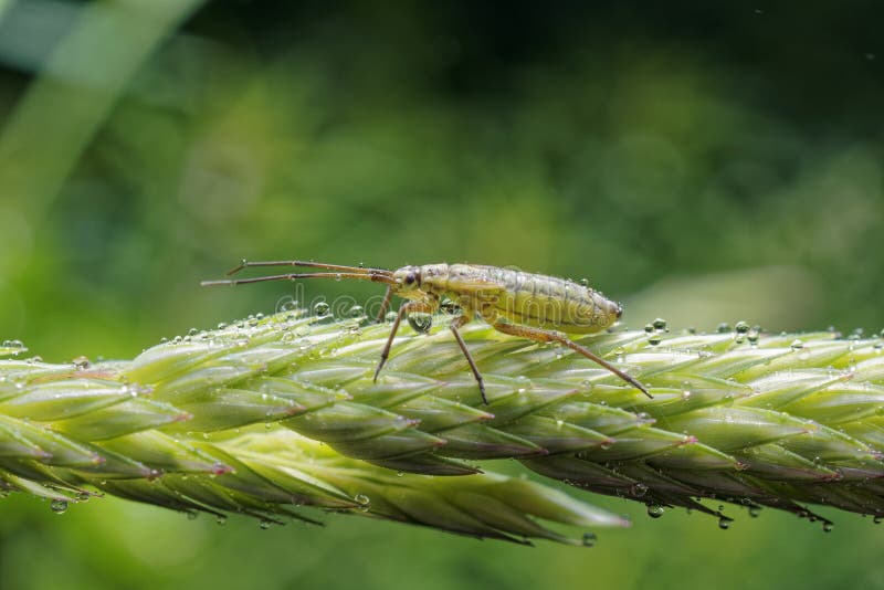 Meadow plant bug stock image. Image of biology, detail - 189419891