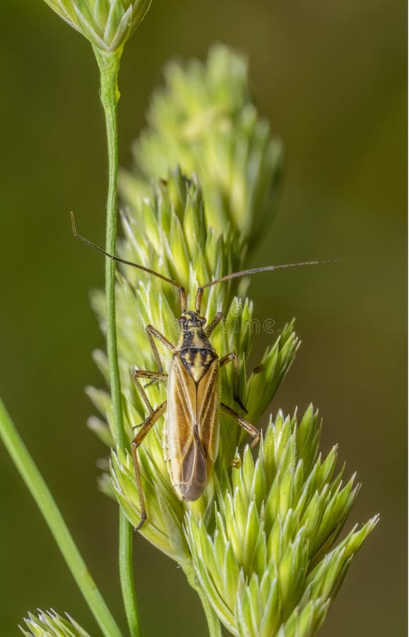 Meadow plant bug stock photo. Image of insect, miris - 284215462