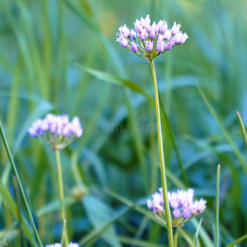 Meadow Plant with Pink Small Flowers Angular Onion or Mouse Garlic ...