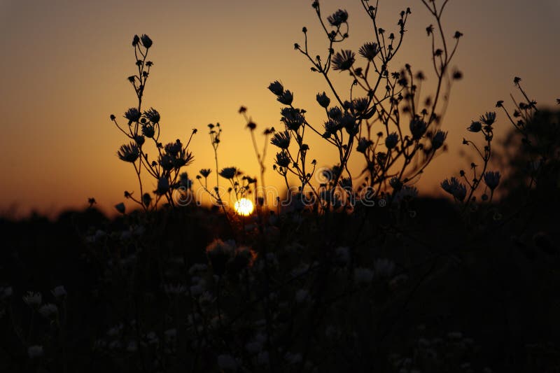 Meadow Plants Against Backdrop Setting Sun Summer Evening Stock Photos ...