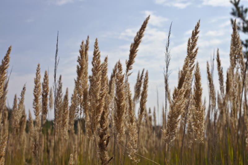 Panicle plants stock image. Image of plants, field, grass - 30122669