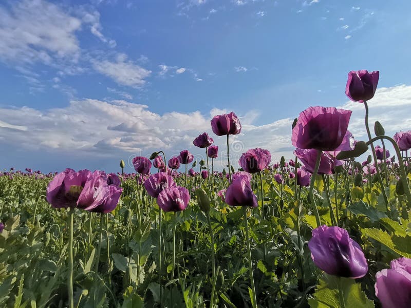 Poppy sunflower stock image. Image of meadow, agriculture - 222848717