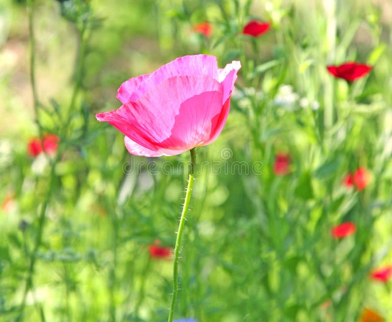Meadow poppy stock photo. Image of summertime, pink, flowers - 38289382