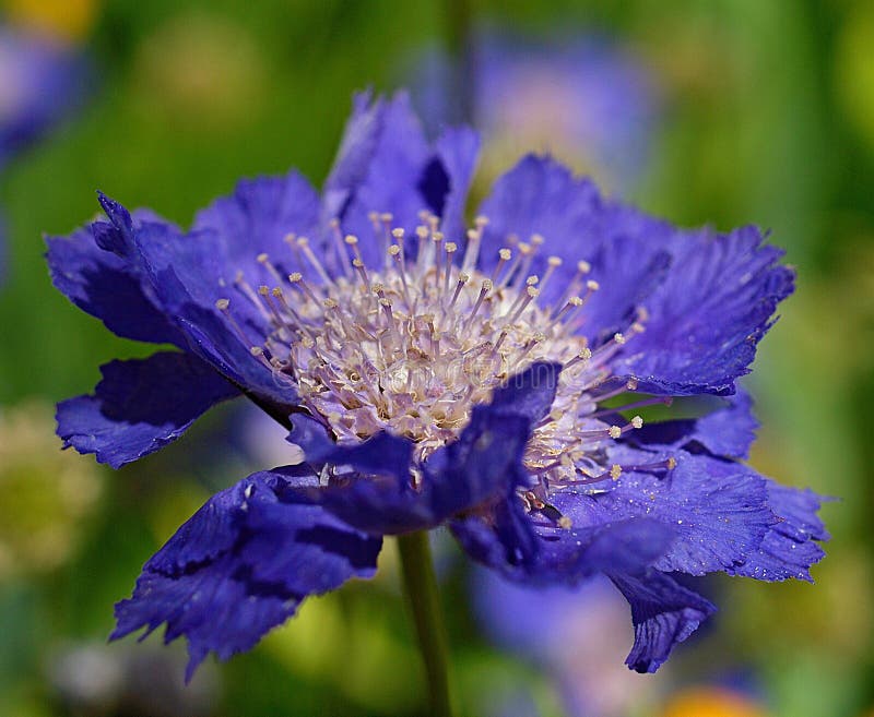 Tall Scabiosa Pics Stock Photos - Free & Royalty-Free Stock Photos from ...