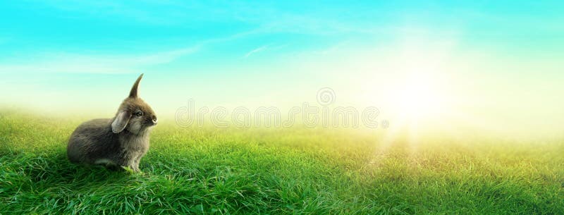 Meadow with a rabbit stock image. Image of bright, field - 113182289