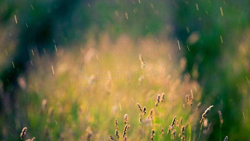 Meadow and rain stock photo. Image of meadow, light, nature - 74024396