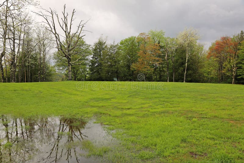 The meadow in the rain stock photo. Image of idyllic - 164764318