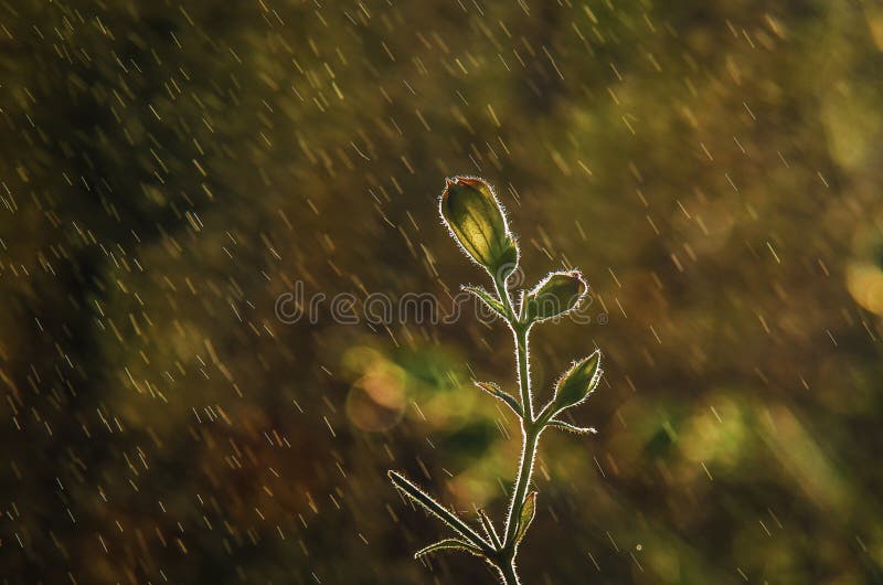 MEADOW in the RAIN stock photo. Image of meadow, rain - 80637758