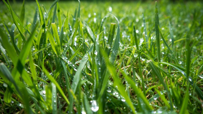 Meadow after rain stock photo. Image of environment, lifestyle - 33852576