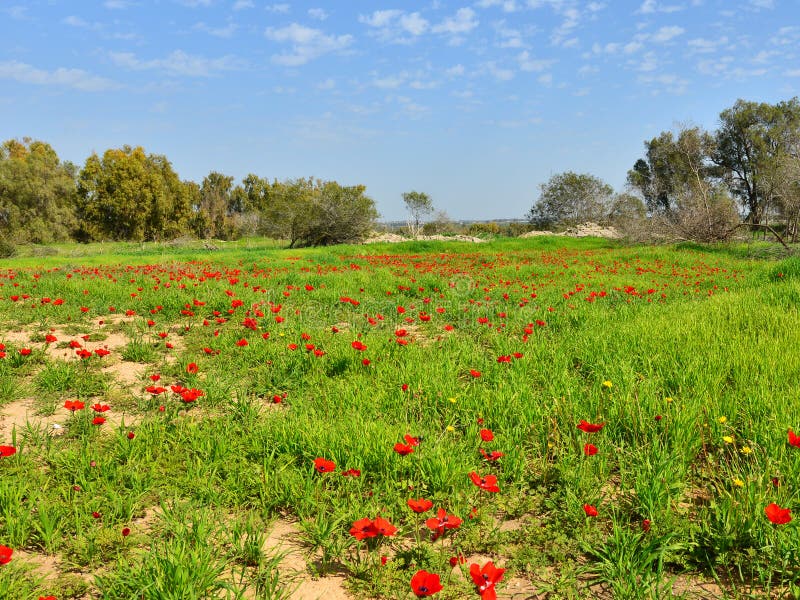 Meadow with red flowers stock photo. Image of spring - 56206768