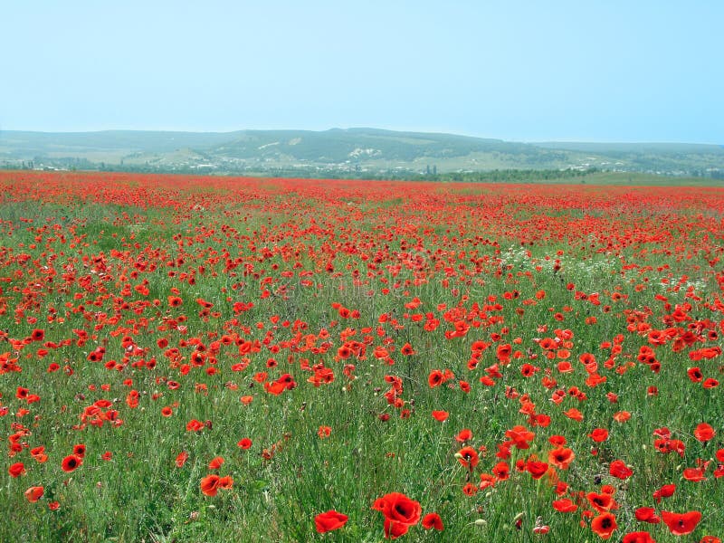 Meadow with red poppy stock image. Image of field, fragrant - 2753781