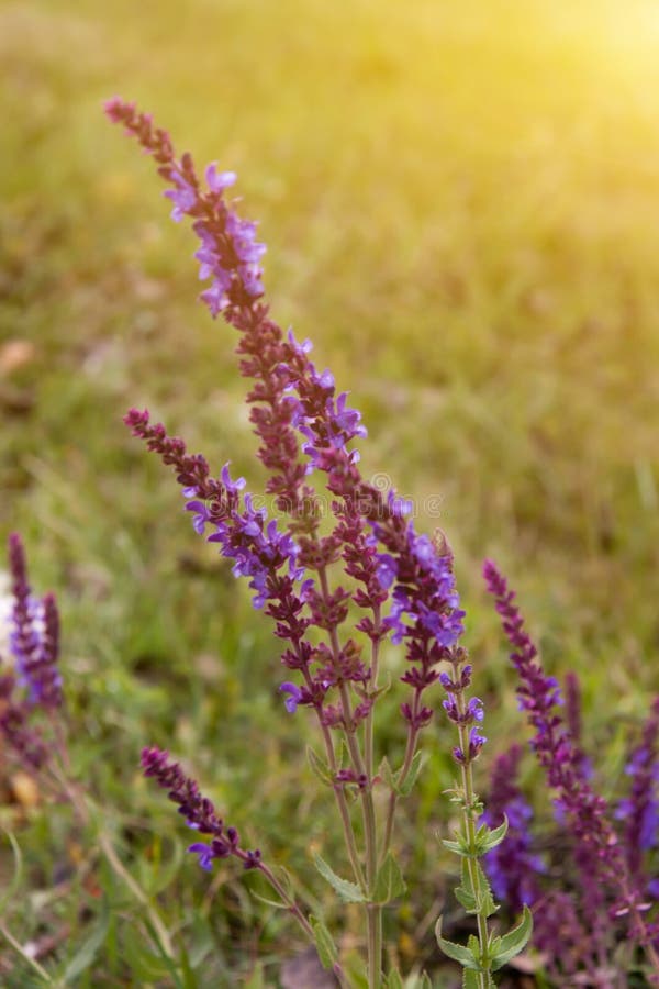 Meadow Sage Growing in a Field Stock Photo - Image of beauty, blooming ...