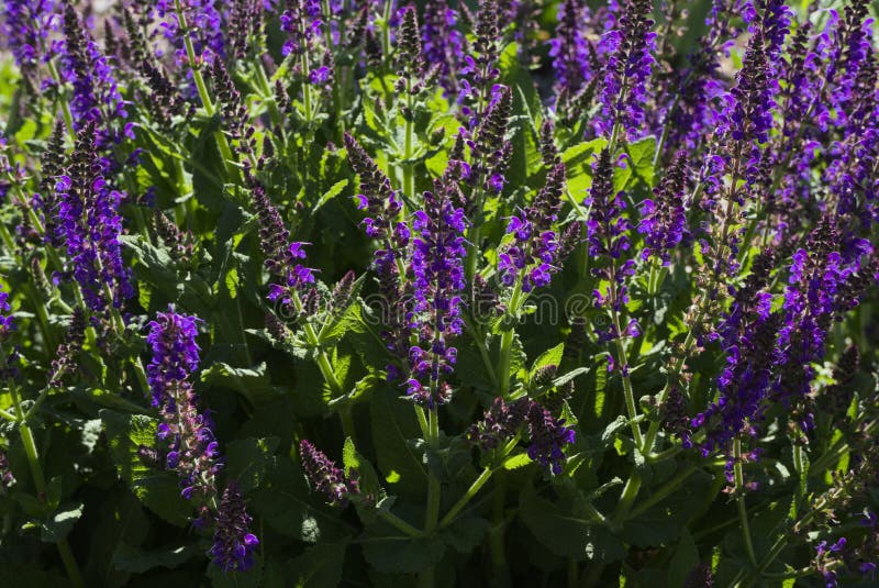 Meadow Sage stock image. Image of plant, blossom, salvia - 146916959
