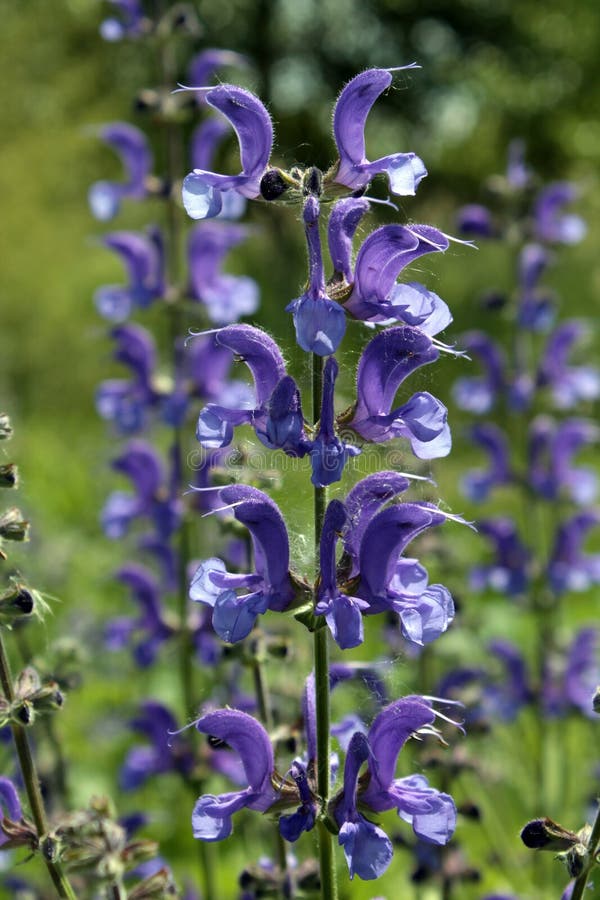 Meadow Sage (Salvia Pratensis) Stock Image - Image of ornamental, clary ...