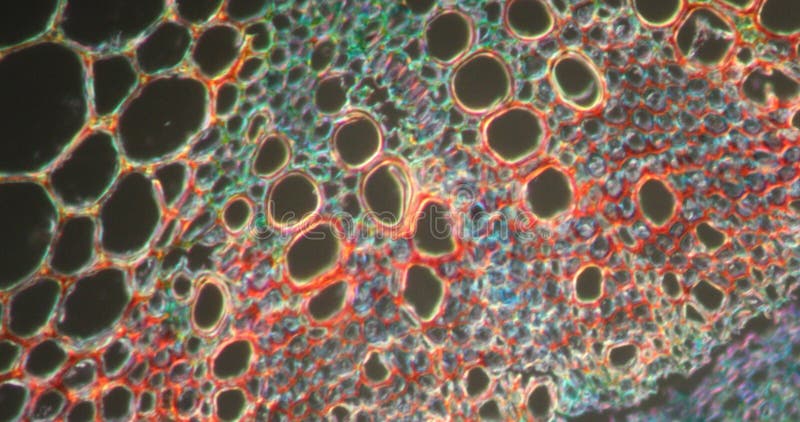 Meadow Sage Stem in Darkfield Stock Footage - Video of cross, textur ...