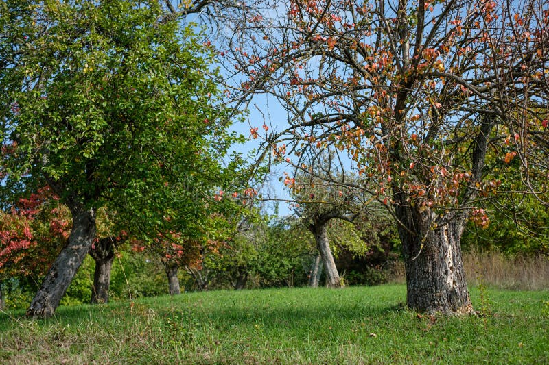 Meadow with Scatterd Fruit Trees in Autumn Stock Image - Image of ...