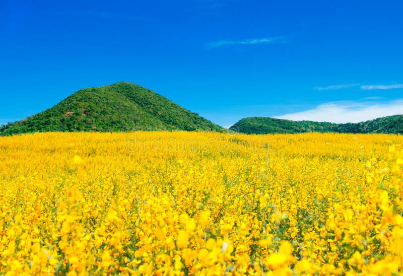 Meadow scene stock photo. Image of agriculture, clouds - 31286804