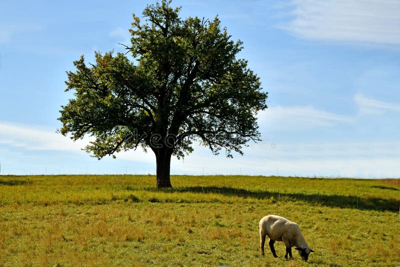 Meadow with Sheep and Tree in Autumn Stock Image - Image of farm, blue ...