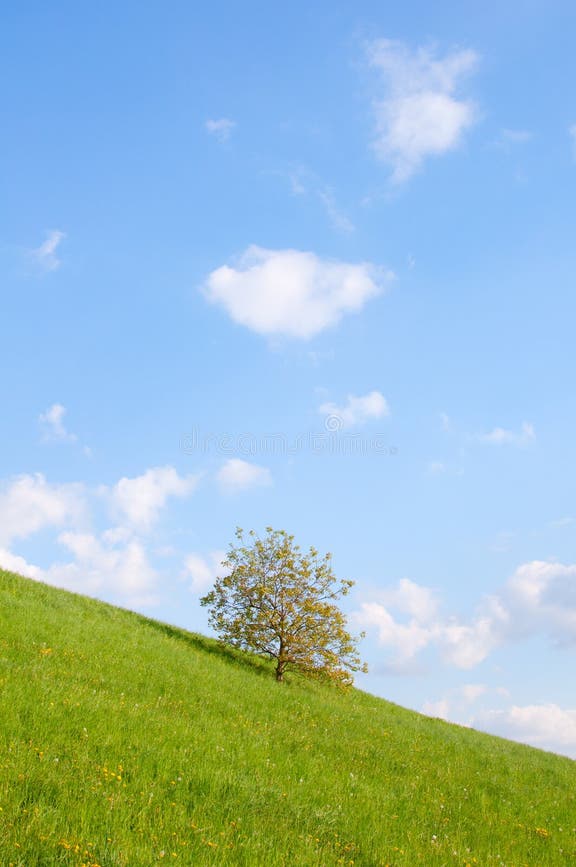 Meadow with Single Tree stock photo. Image of meadow - 19353046
