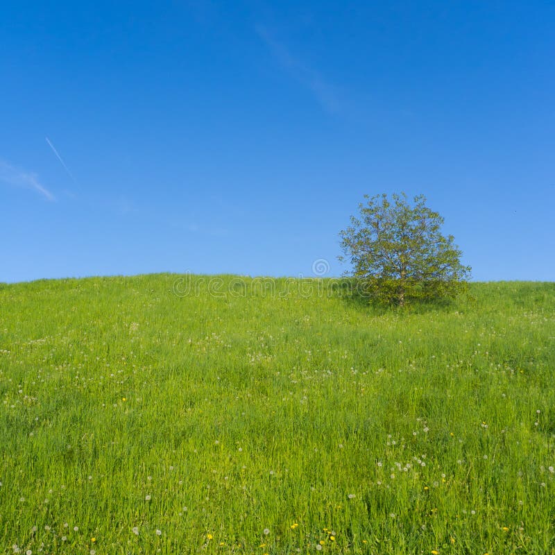 Meadow with Single Tree stock photo. Image of flower - 19411858