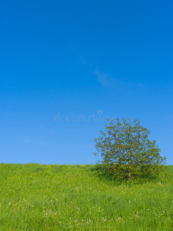 Meadow with Single Tree stock image. Image of blossoming - 19411861