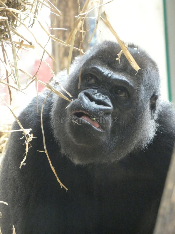 Close-up of a Gorilla Looking Up Stock Image - Image of open, monkey ...