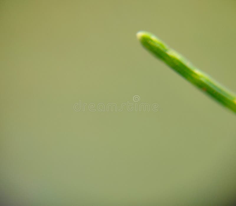 Meadow Spike & Green Background Stock Image - Image of yellow, insect ...