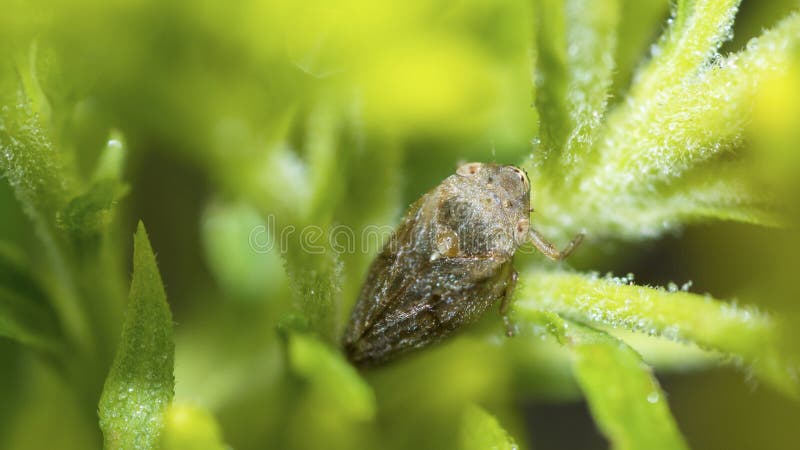 Meadow Spittlebug or Common Froghopper (Philaenus Spumarius) Stock ...