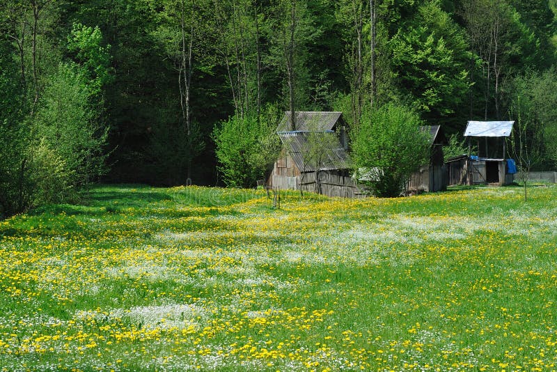 Meadow in spring stock image. Image of quiet, rural, close - 23311239