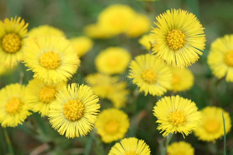 Meadow in spring stock image. Image of yellow, flower, flowers - 672347