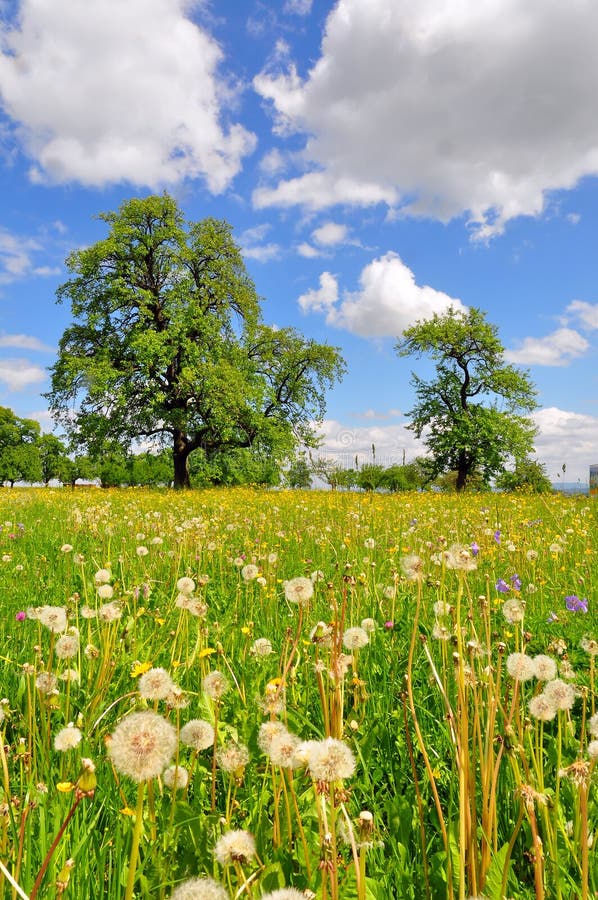 Meadow in Spring stock image. Image of nature, baden, growth - 9406521