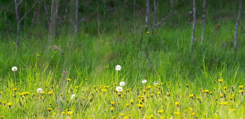 Meadow in spring stock image. Image of flowers, spring - 53963751