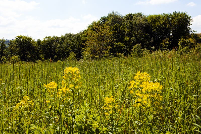 Meadow on spring day stock image. Image of flower, park - 72843741