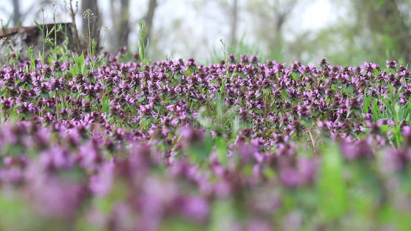 Meadow of Spring Flowers at the Edge of the Forest Stock Footage ...