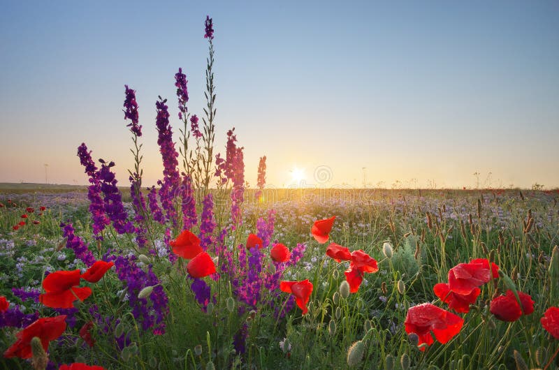 Meadow of spring flowers. stock image. Image of meadow - 85593763