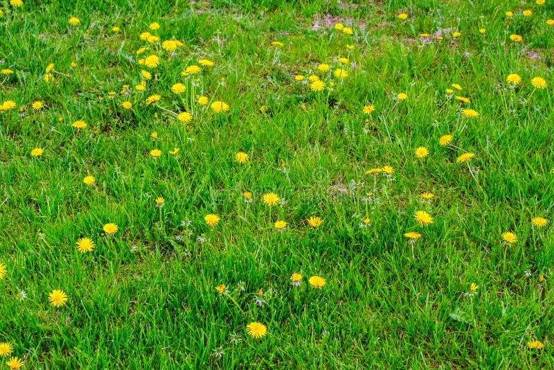 Meadow on spring. stock image. Image of marsh, outdoor - 92425265