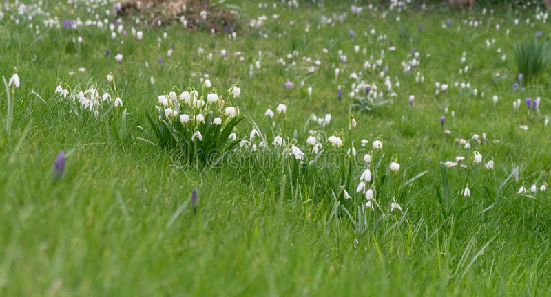 Meadow with Spring Snowflakes Stock Image - Image of lawn, snowflake ...