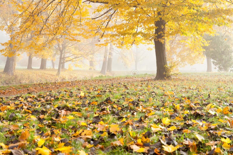 Meadow Strewn with Leaves and Trees Stock Photo - Image of forest ...