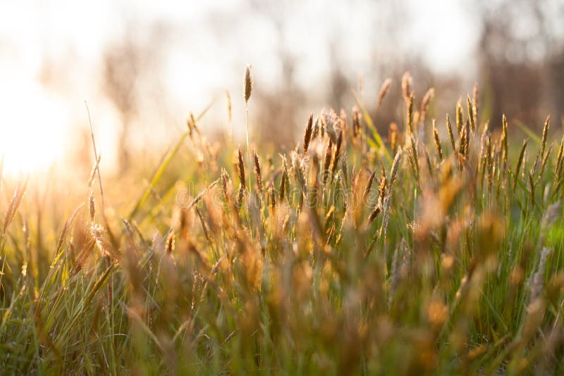 Meadow in the Sun stock image. Image of grow, peace, dream - 33290919