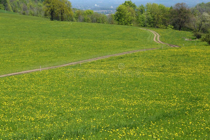 Meadow in spring. stock photo. Image of blossom, rural - 108193986
